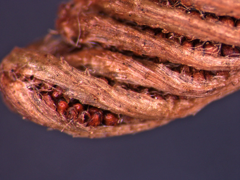 Schizaea bifida - The University of Auckland